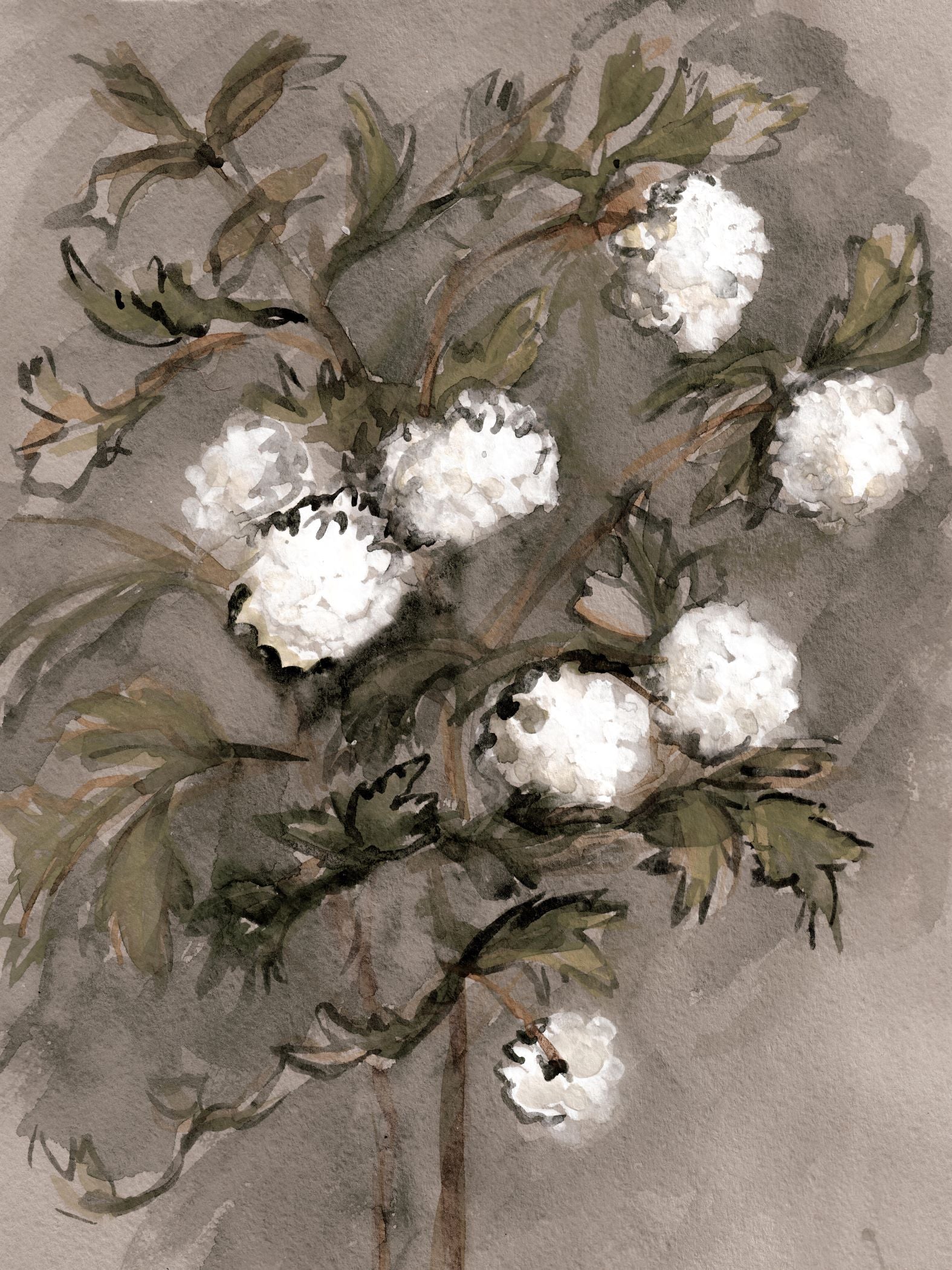 Flora – Collection Prints