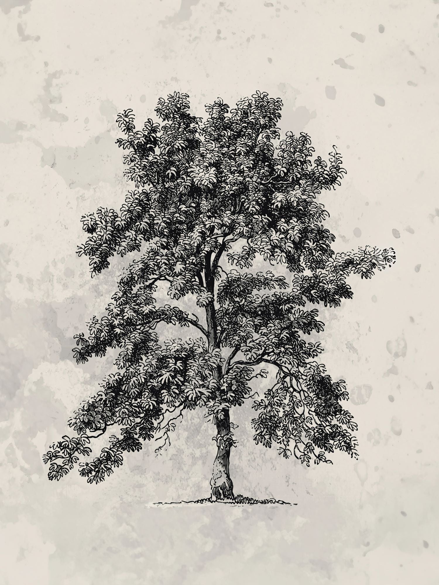 Mighty Oak – Collection Prints