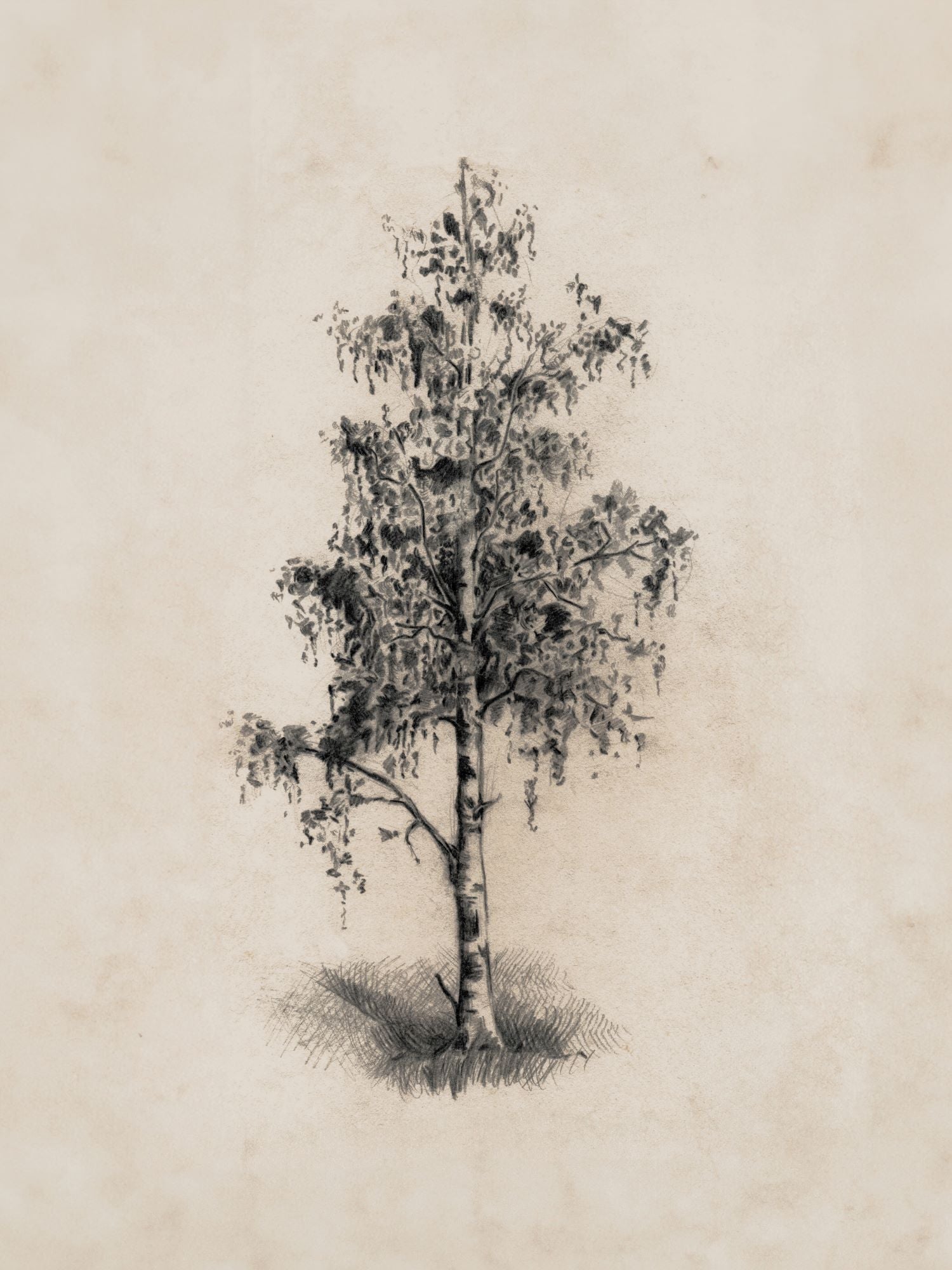 Old Birch – Collection Prints