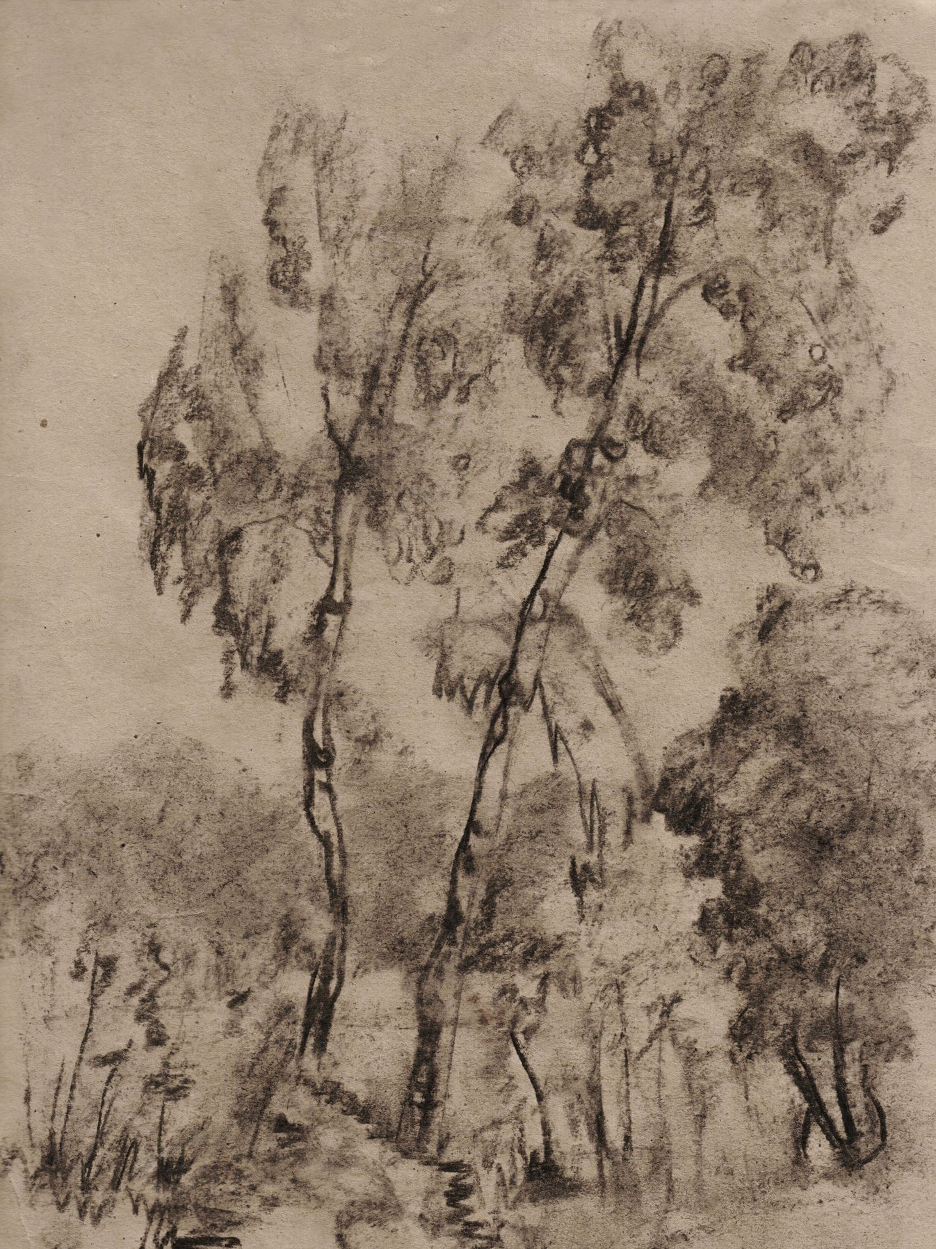 Summer Birch – Collection Prints
