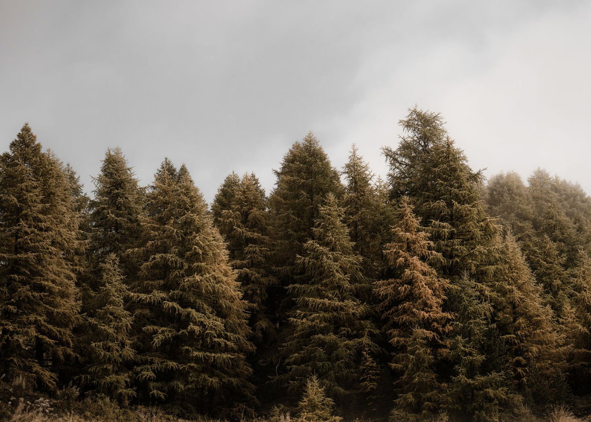 Edge of the Forest – Collection Prints